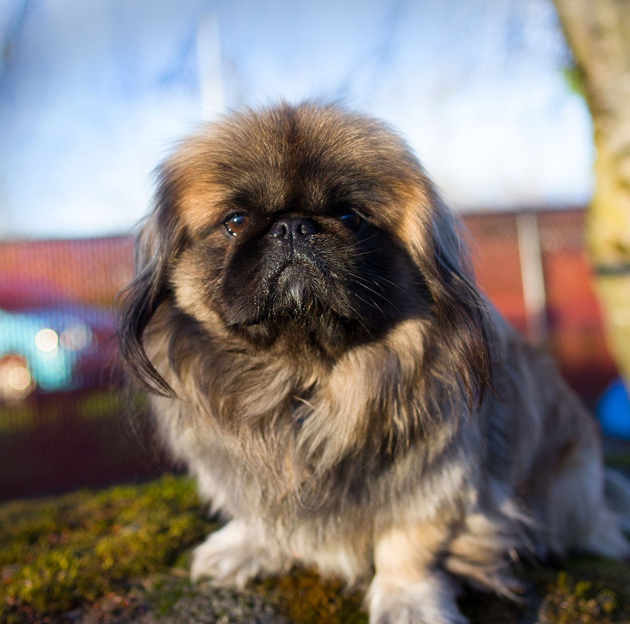 Shelter Dogs of Portland: "PERCIVAL " Pekingese