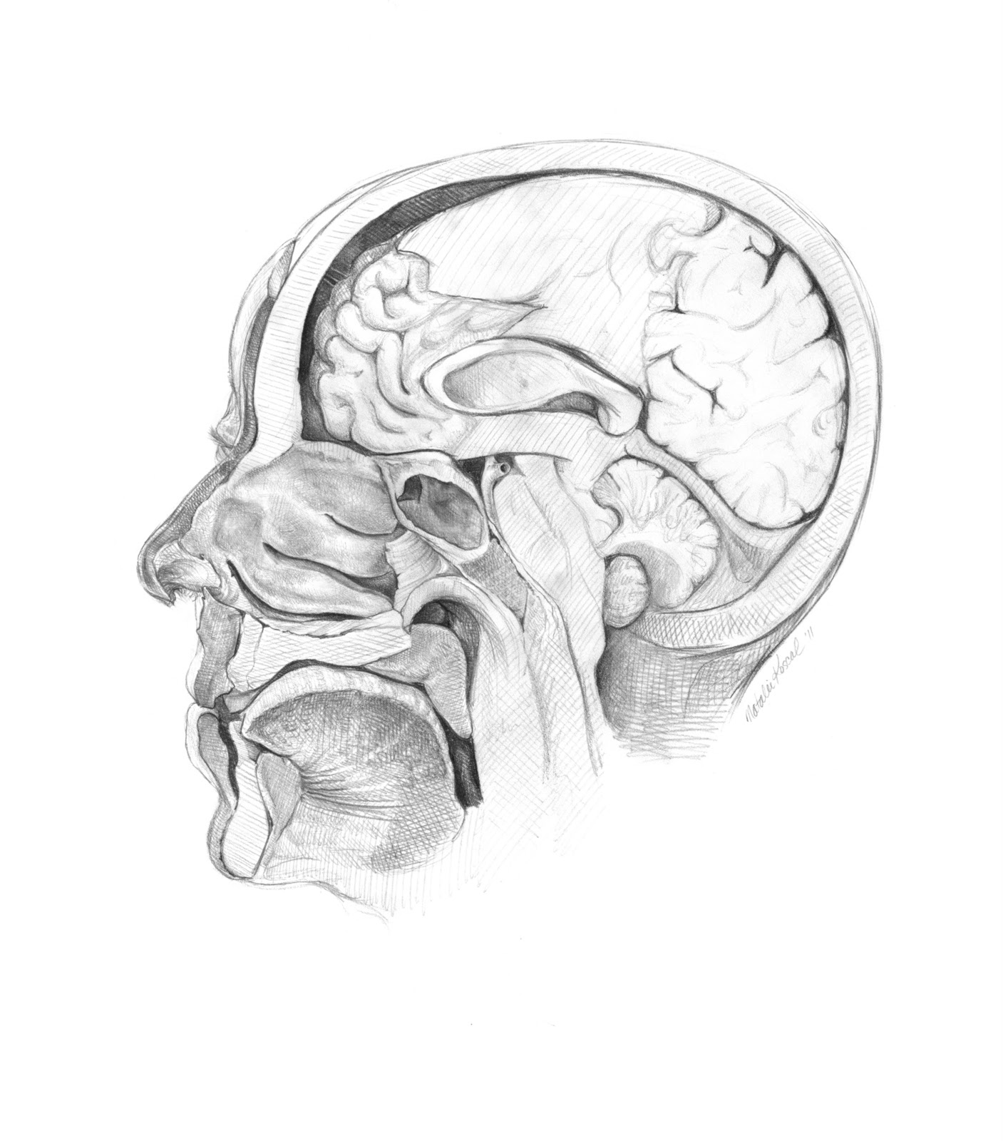 the body and other curiosities: Anatomical Sketches from Forever Ago!