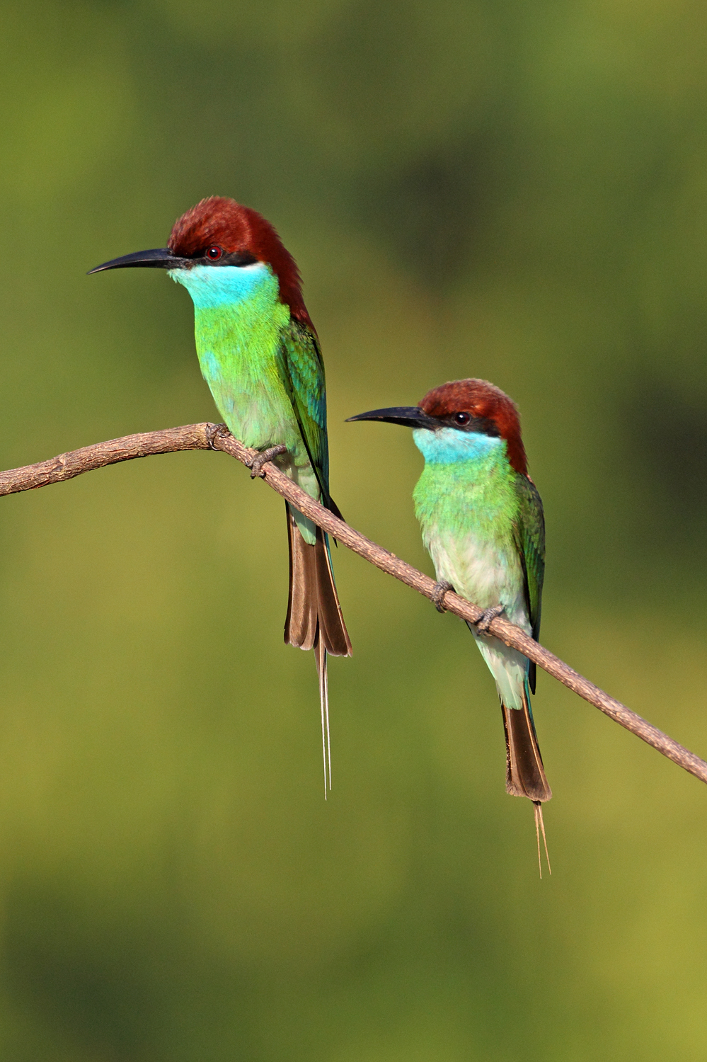 Blue-throated Bee-eater nesting in Penang
