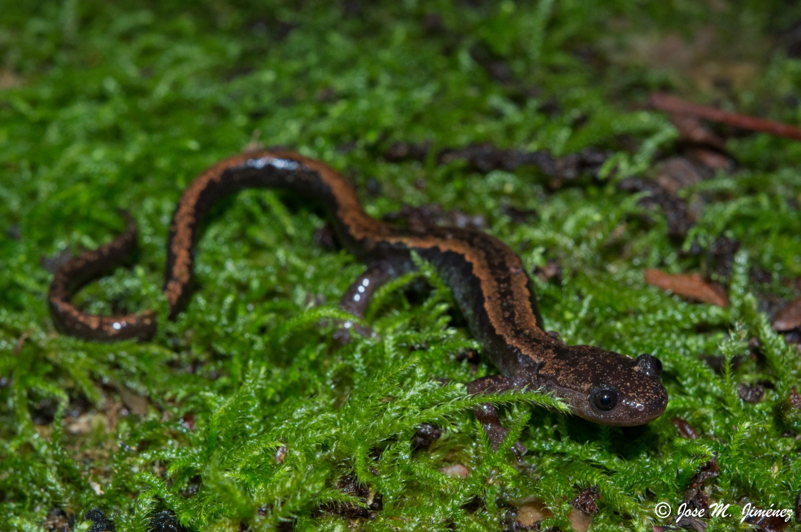 TIPOS DE ANFIBIOS, CARACTERISTICAS Y EJEMPLOS