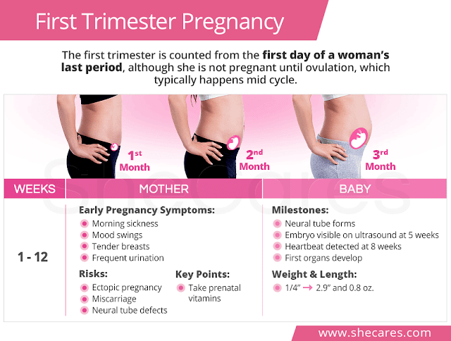 Pregnancy stages: 1st, 2nd and 3rd trimesters(week by week)
