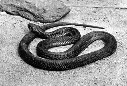 Egyptian Asp | Snakes