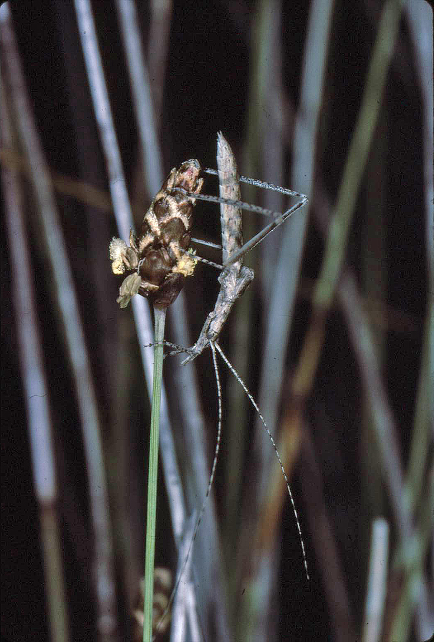 BunyipCo: Kangaroo Island Fires: Effects on Endemic Orthopteroid Insects