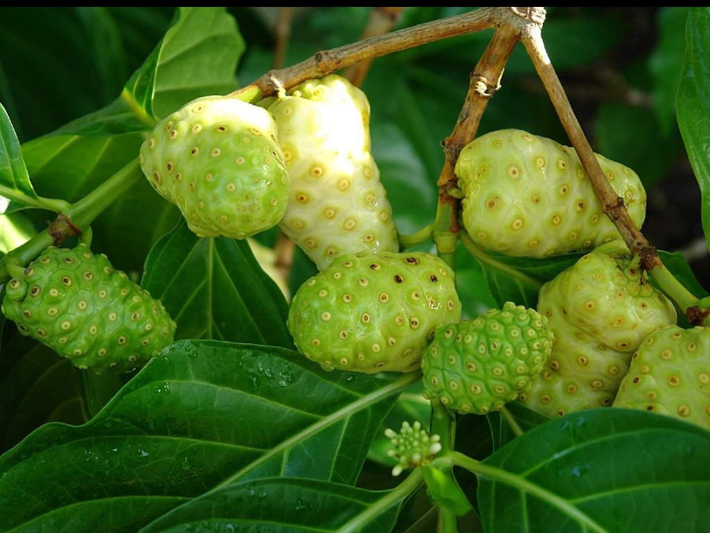 Berbagi Inspirasi: Semelak Minuman Olahan Buah Pace