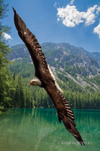 Águia | Eagle - Fox Press™