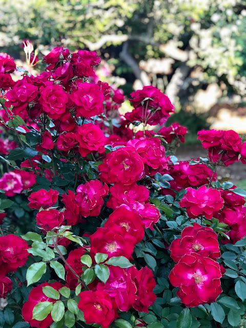 Rose explosion - Knitionary