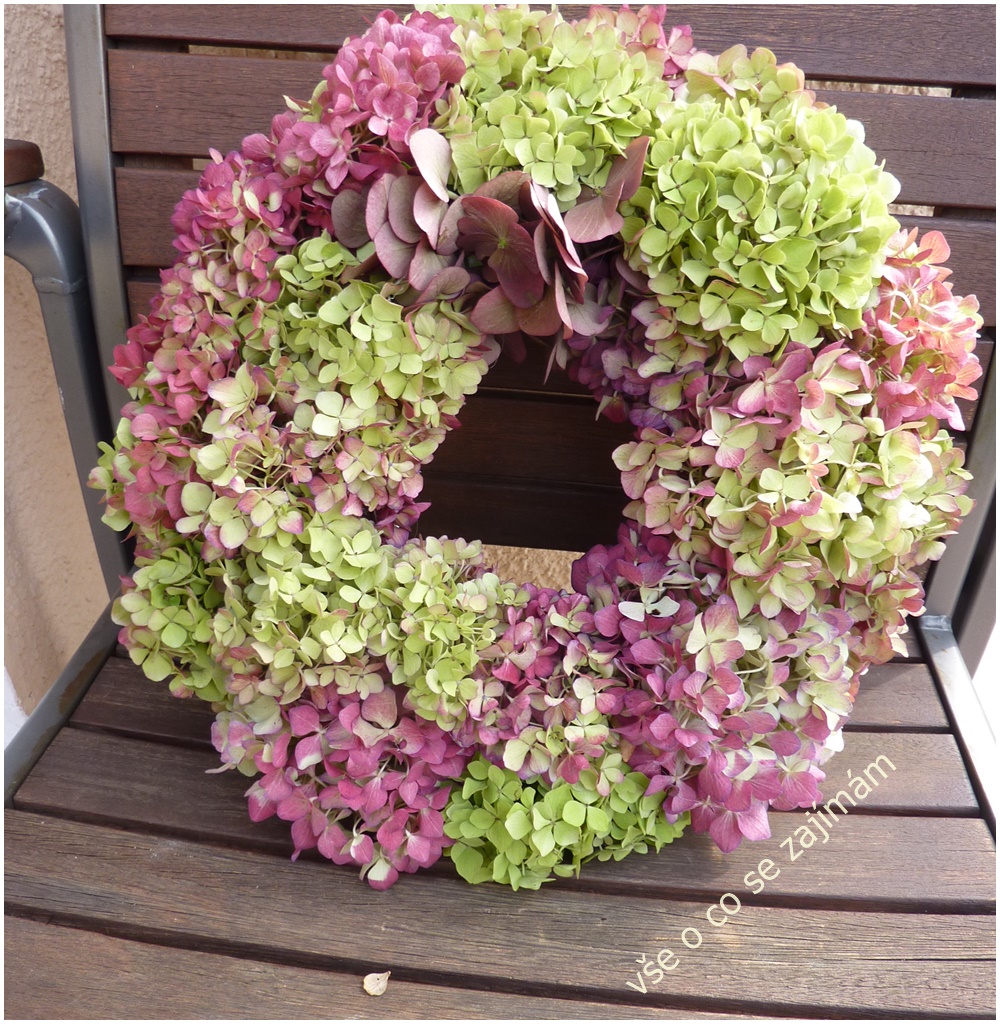 Vše o co se zajímám: HORTENZIE