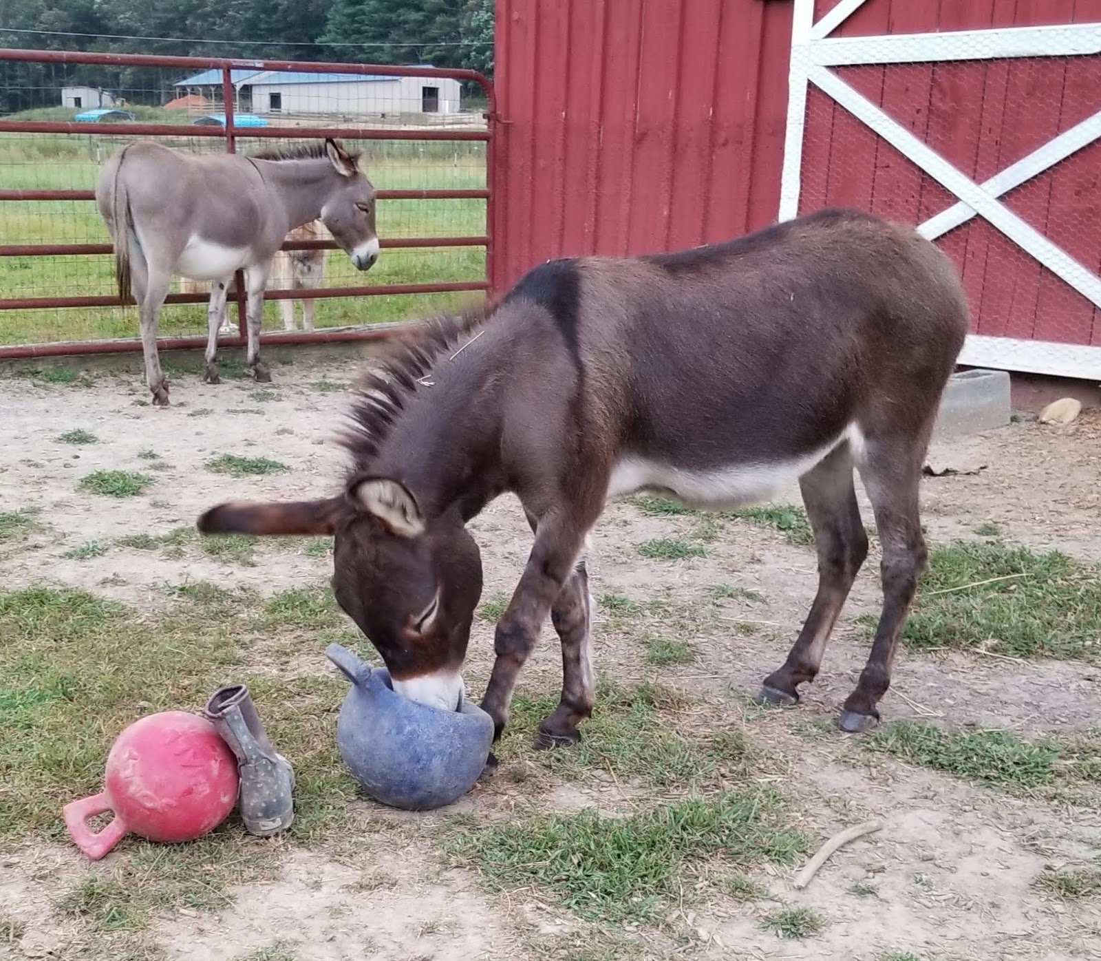Our Tiny Farm NC in Western NC: Pictures of Our Mini-Donkeys