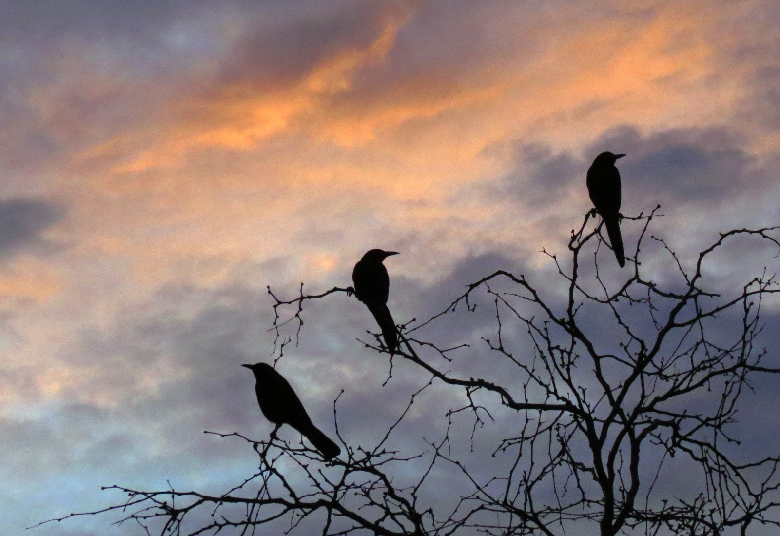 My Blue Tie: Crows at Sunset over Stormy Skies