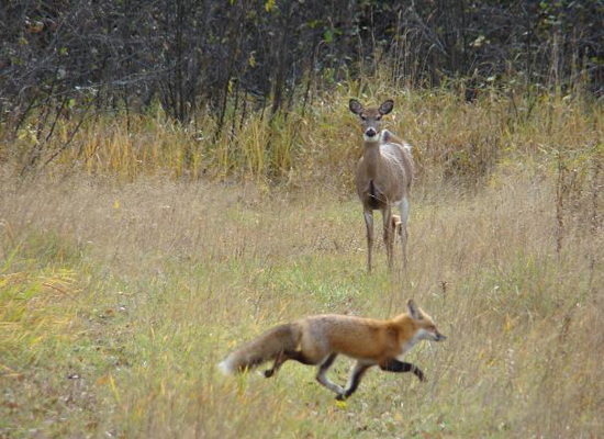 Morton's Musings: Fox and Deer in Michigan