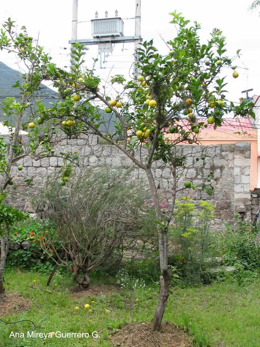 Ecuador: personajes y especies (Galápagos y Continente): Flora de Quito ...