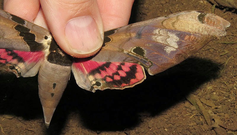 Birdernaturalist: Some Sphinx Moths of Costa Rica