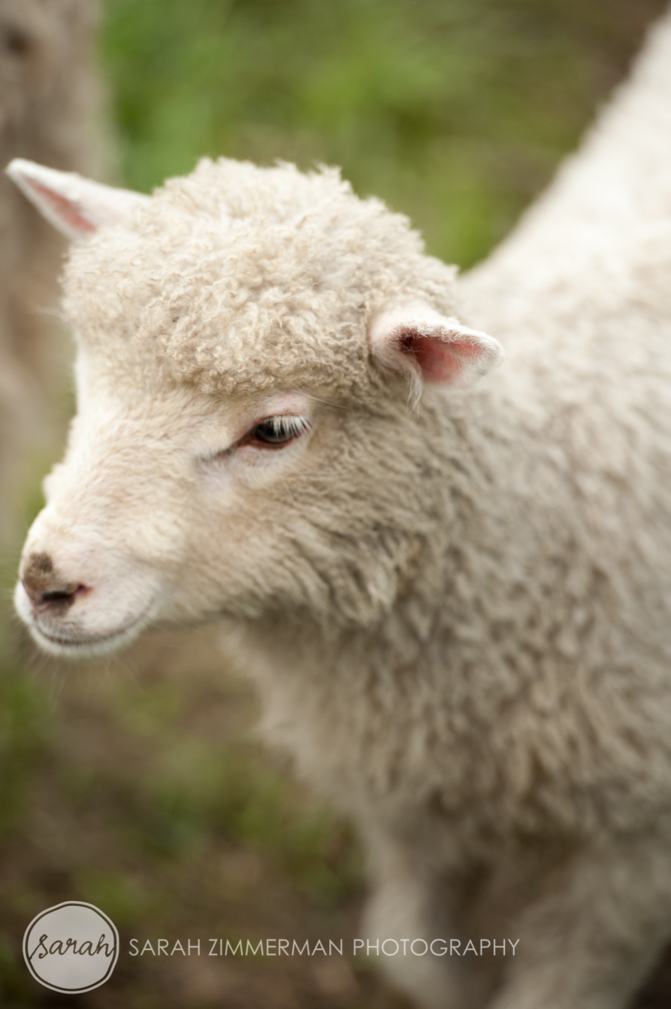 Sarah Zimmerman Photography: Baaaaaa said the sheep