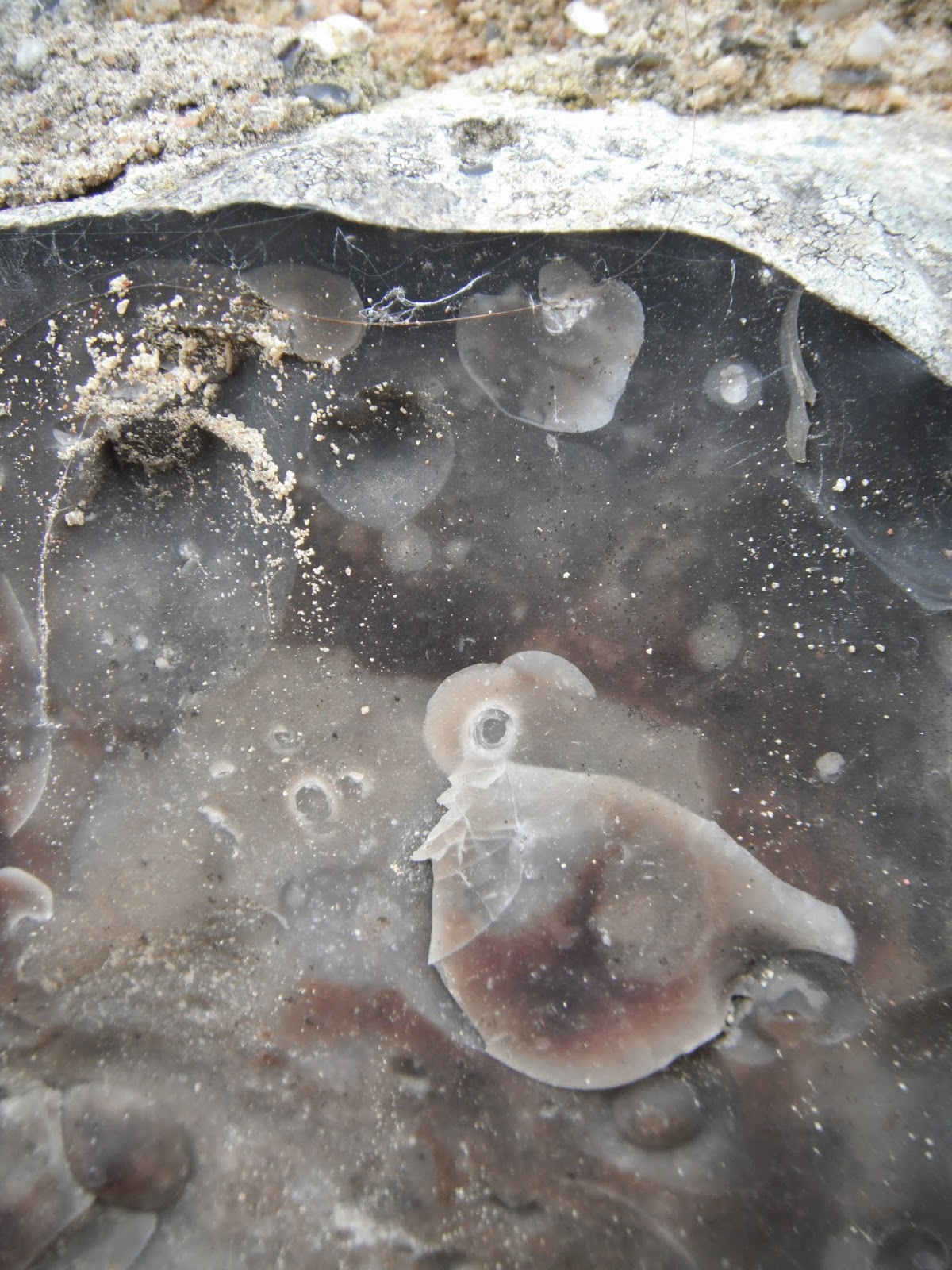 Eureka Wellbeing Photography: Featuring Flint Birds