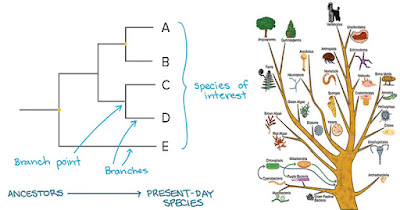 PHYLOGENETIC ANALYSIS: ROOTED AND UNROOTED TREES