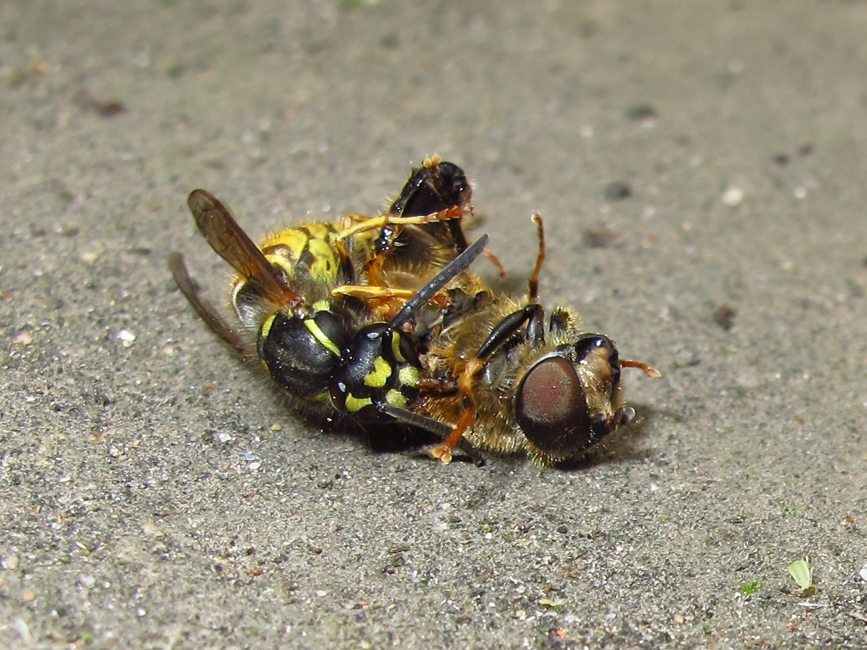 BugBlog: Hunting wasps