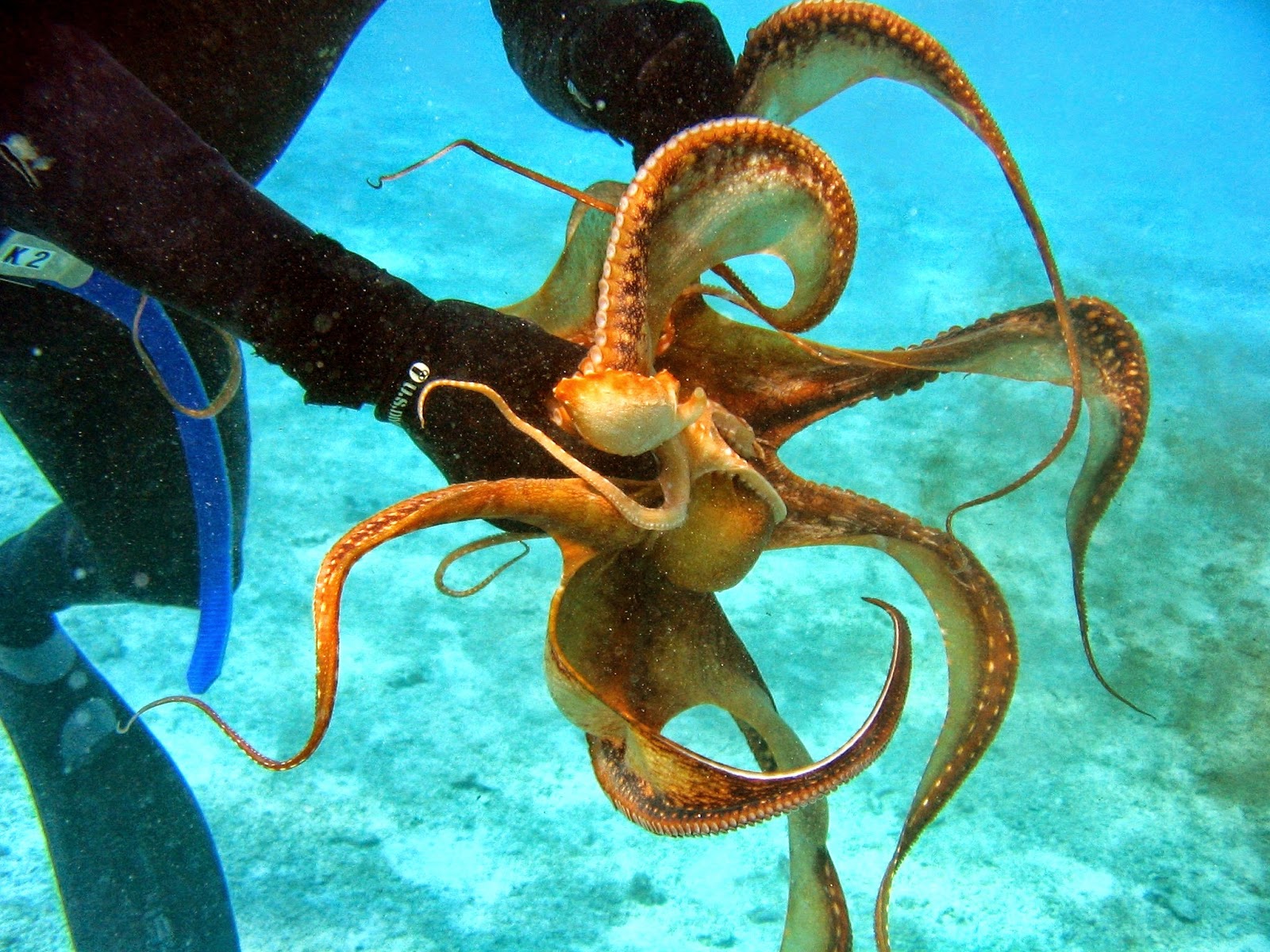 Octopus - HD Wallpapers | Earth Blog
