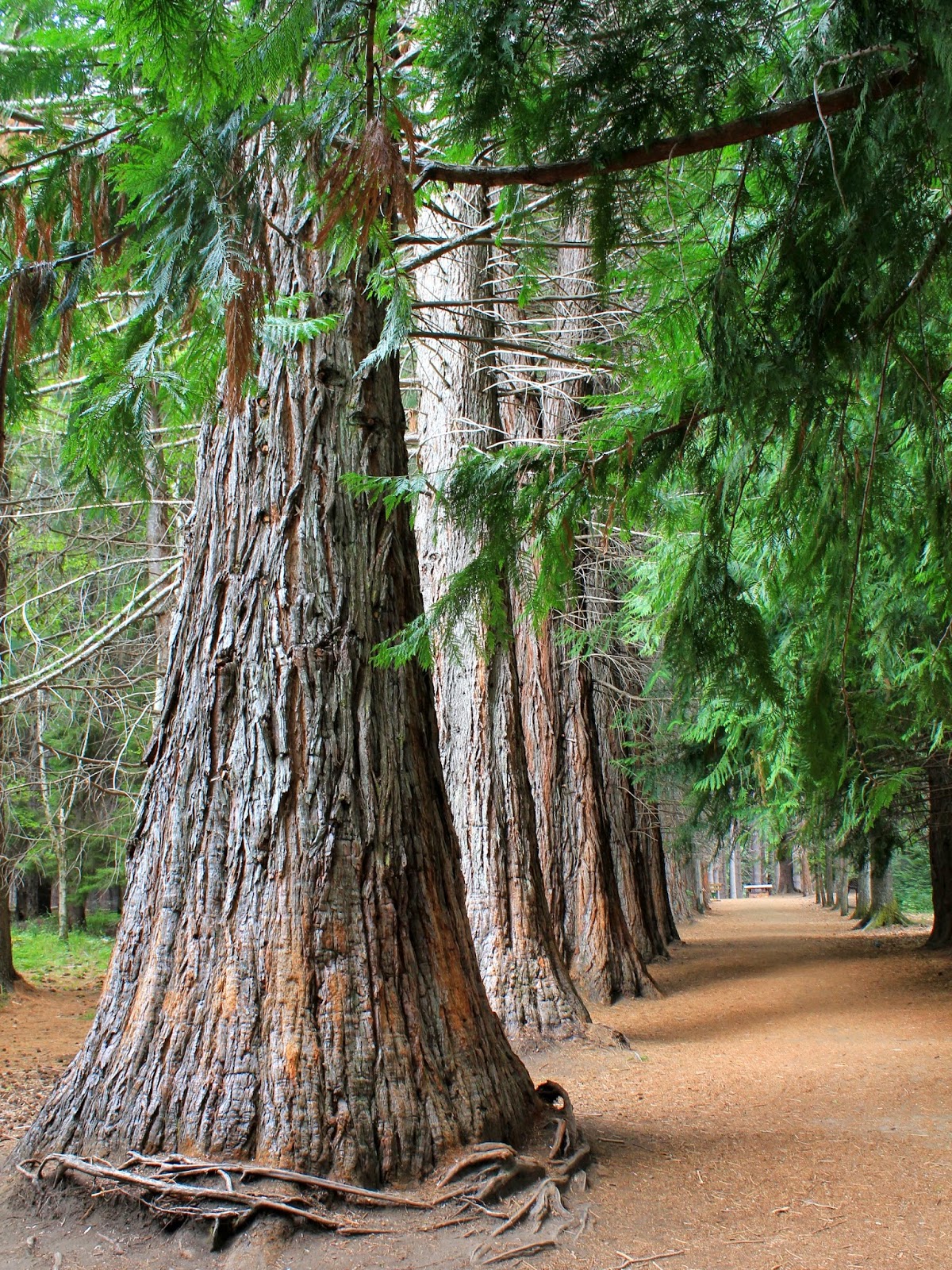 BARILOCHE EXPLORERS: VICTORIA ISLAND AND THE ARRAYANES FOREST
