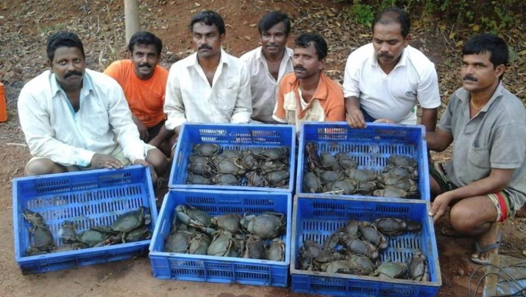 Mud Crab Export from India with High Quality - Mud Crab Exporters, Mud ...