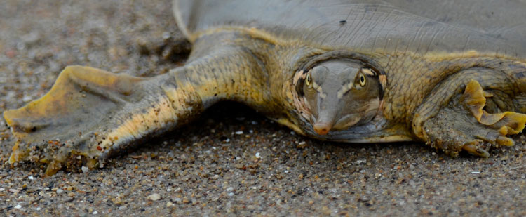 Red and the Peanut: A Midland Smooth Softshell Turtle (Apalone mutica ...