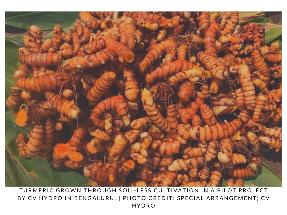 Turmeric, A Crop With Golden Future - The FarmPURE