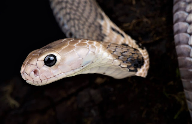 A 5-foot Snake came out in the quarantine center of Karachi