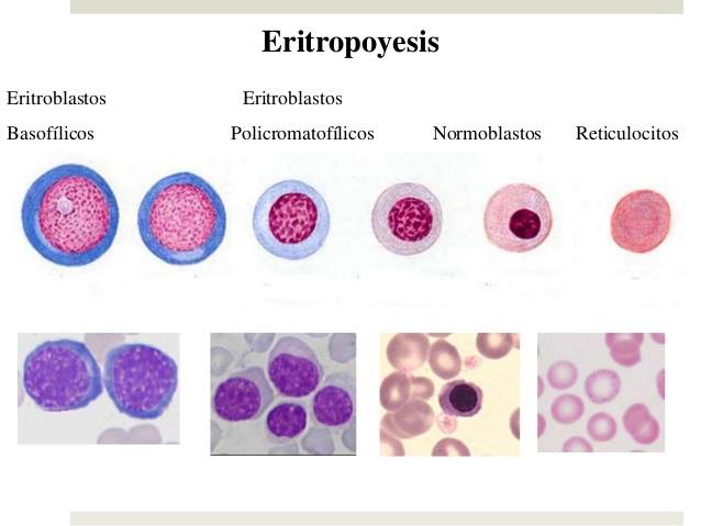 Hematopoyesis.