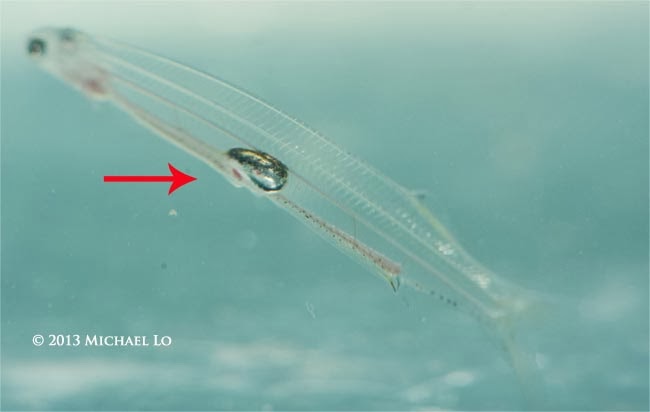 The rainforests of Borneo & Southeast Asia: Tiny transparent fish ...