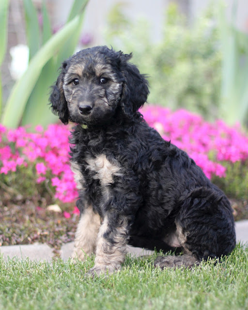 Goldendoodles of Meridian: Tri-color Boy is so gentle and loves his ...