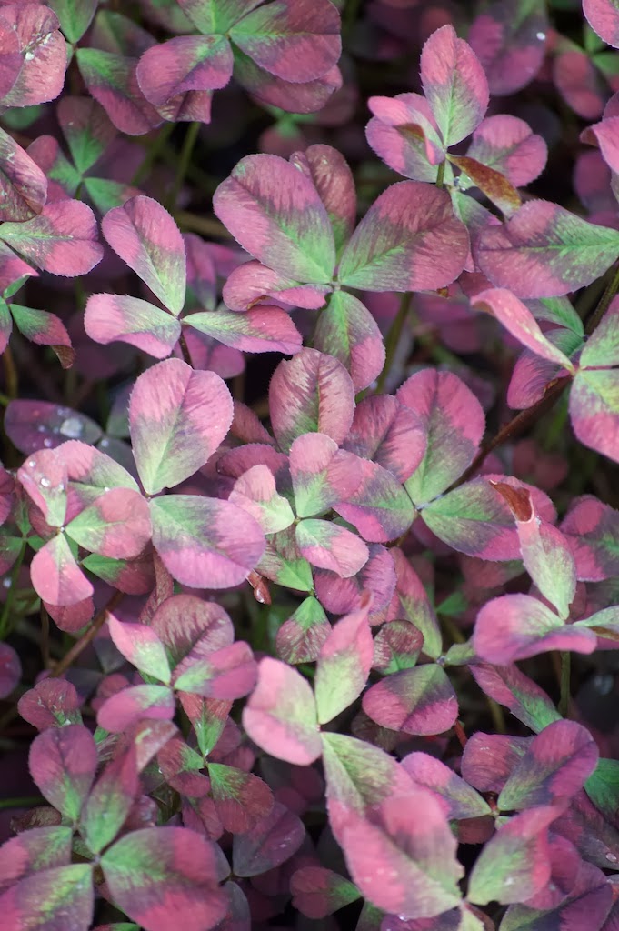 Dingue de plantes: Vive les trêfles