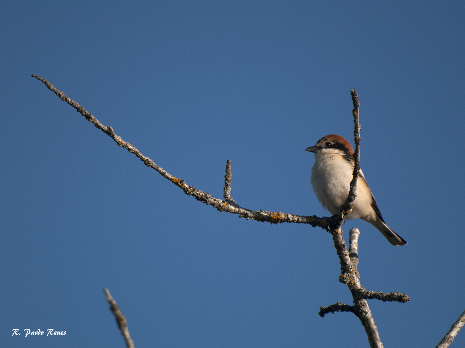R. Pardo Renes: El Alcaudón común