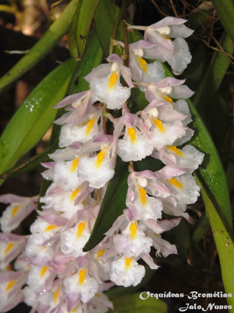 ORQUÍDEAS * BROMÉLIAS: 186 - Orquídea: Rodriguezia bracteata
