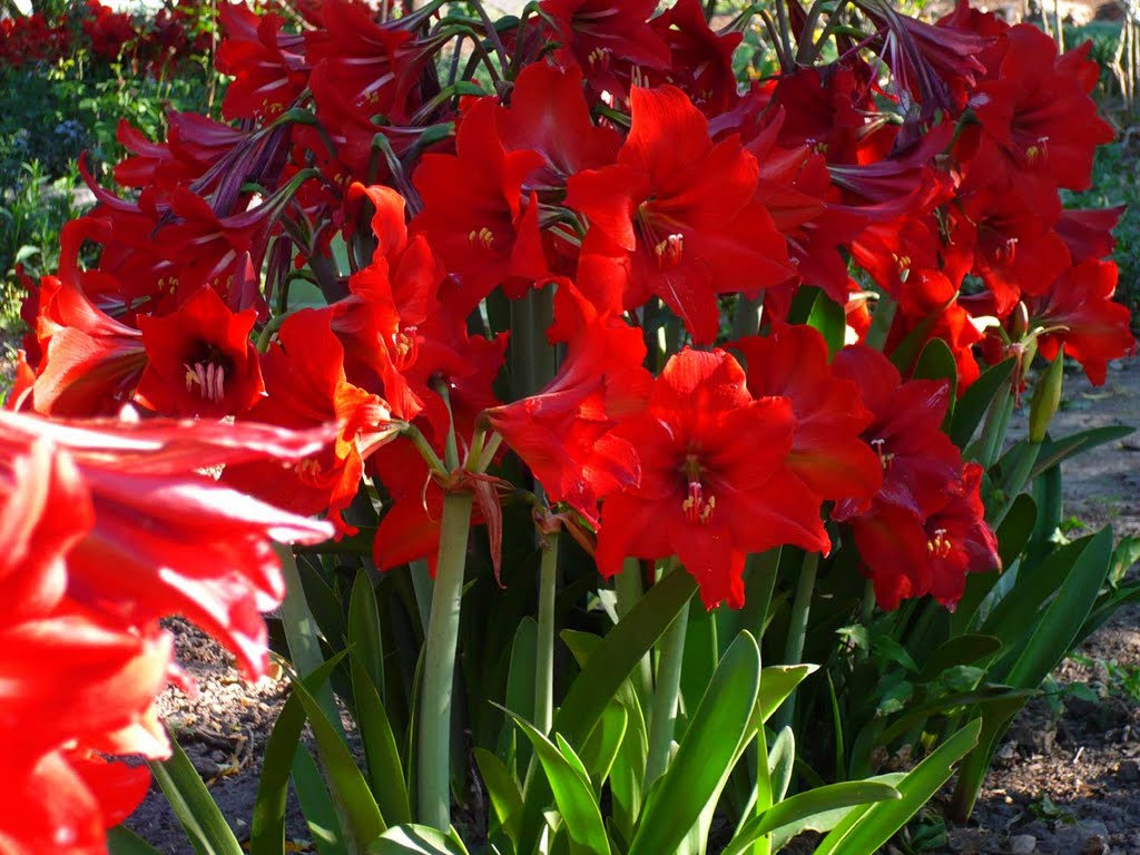 Leyenda Las Azucenas del Bosque - Region Litoral