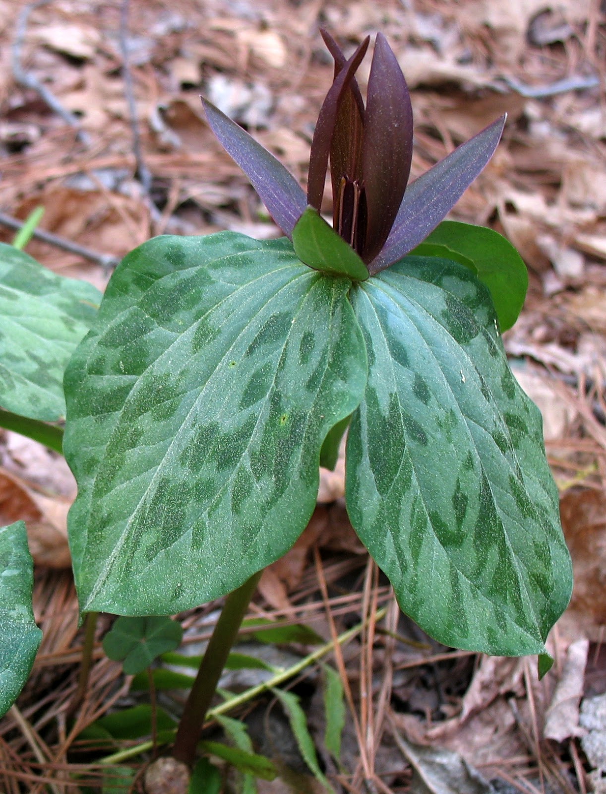 Using Georgia Native Plants: Trilliums - a Georgia specialty