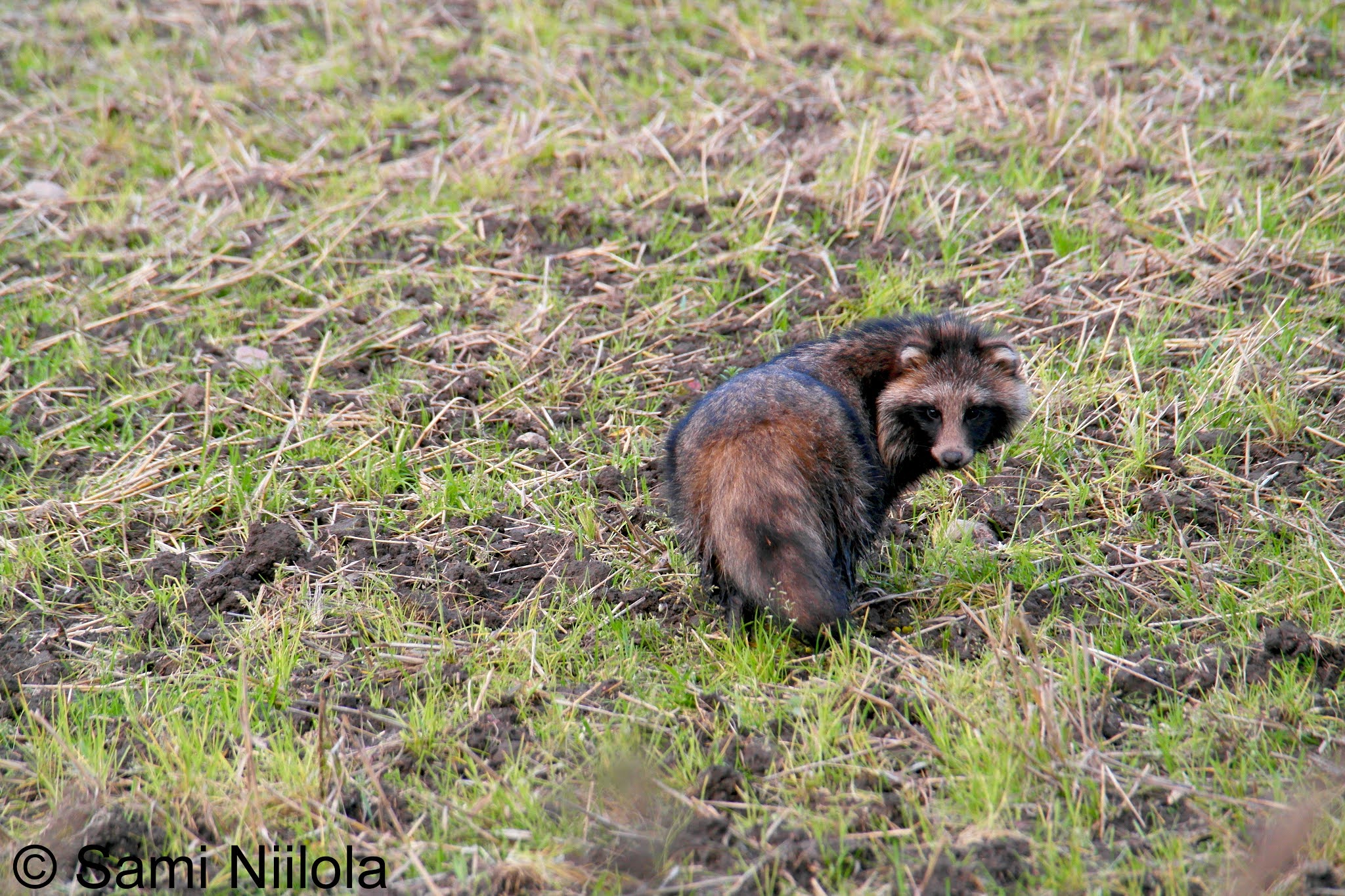 Samin luontokuvia nature photos: SUPIKOIRA (Nyctereutes procyonoides)