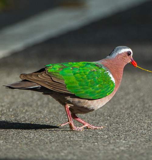 Common (Grey-capped) emerald dove | Birds of India | Bird World