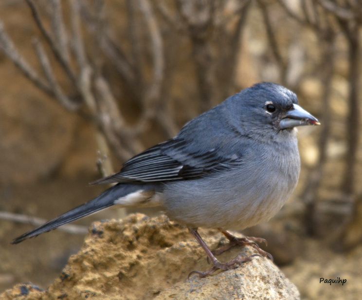 Paqui.blog de naturaleza: PINZÓN AZUL