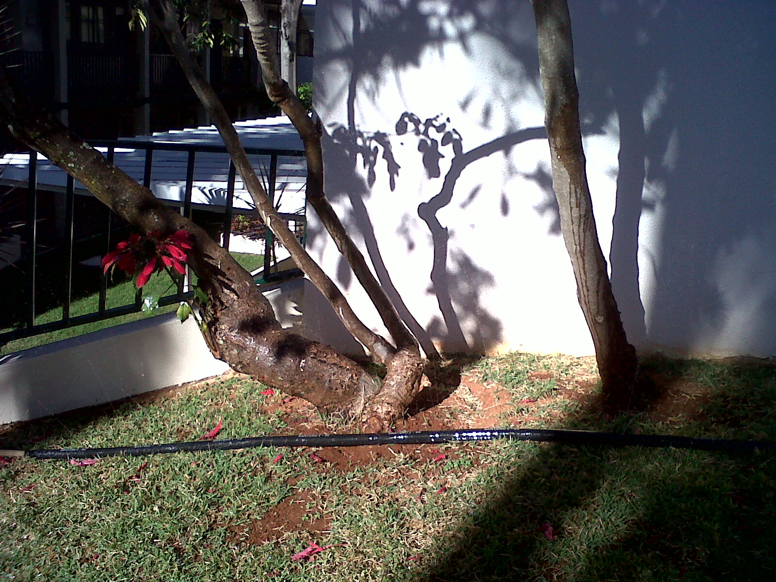 Dorothy's Bio Blog: My IB Tree