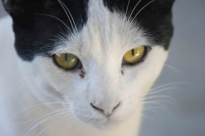 Vet Tips: Weepy Eyes in Cats