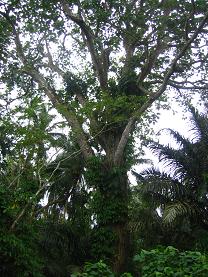Philippine Native Forest Trees: Antipolo seedlings.