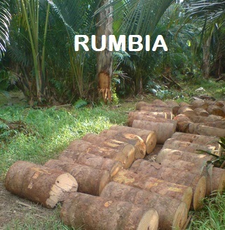 Anim Agro Technology: POKOK RUMBIA - APA POTENSINYA