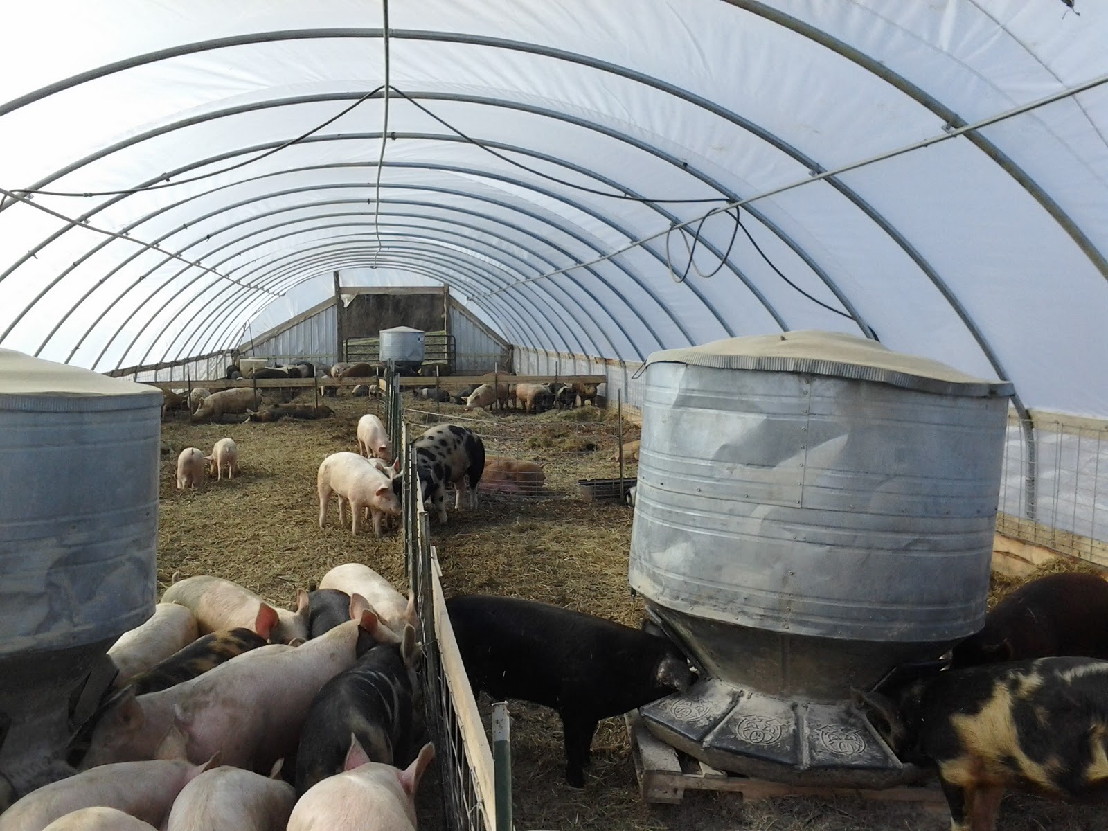 Happy Farmer: Up At Five.......