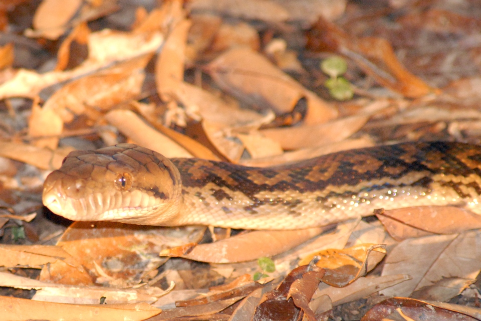 Kay Parkin Birding: Atherton Tablelands North Queensland Birding