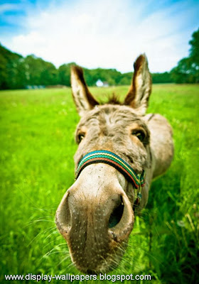 Amazing Funny Pictures From Around The World - Wallpaper