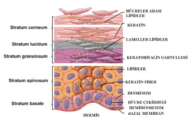 Derinin Yapısı ve Özellikleri | KumasBilgi.com