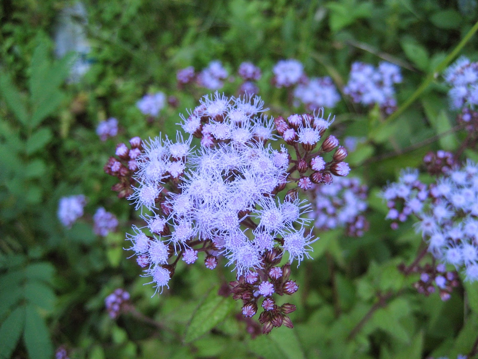 Discovering His Creation: Blue Mistflower (Conoclinium coelestinum)