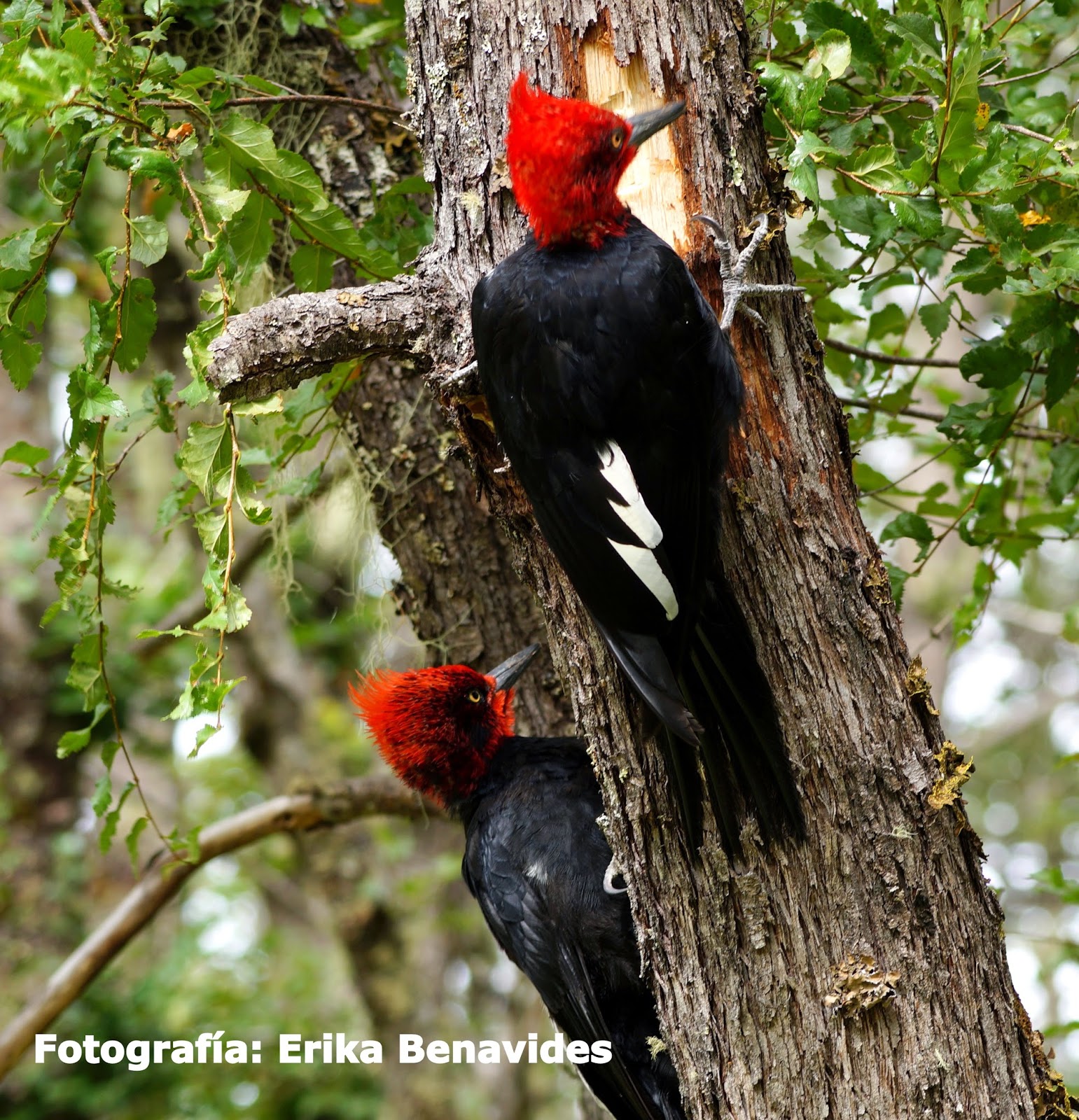 Parque Nacional Tolhuaca : CARPINTERO NEGRO