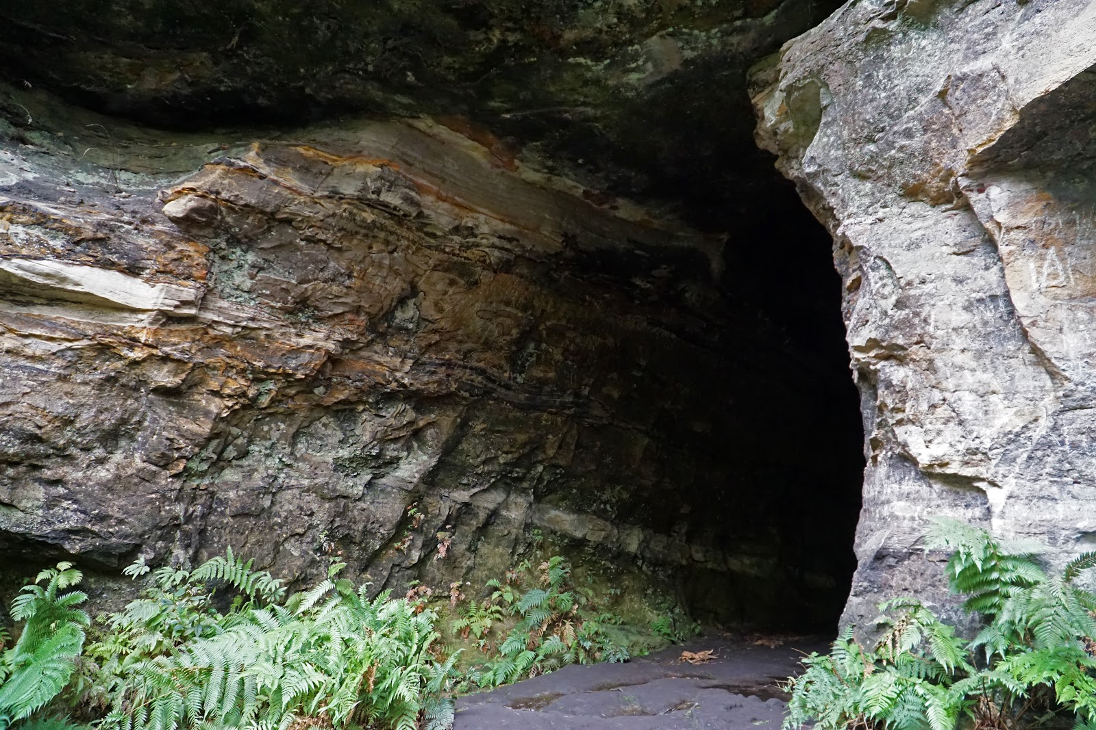 Glow Worm Tunnel Walk Track (Wollemi National Park) ~ The Long Way's Better