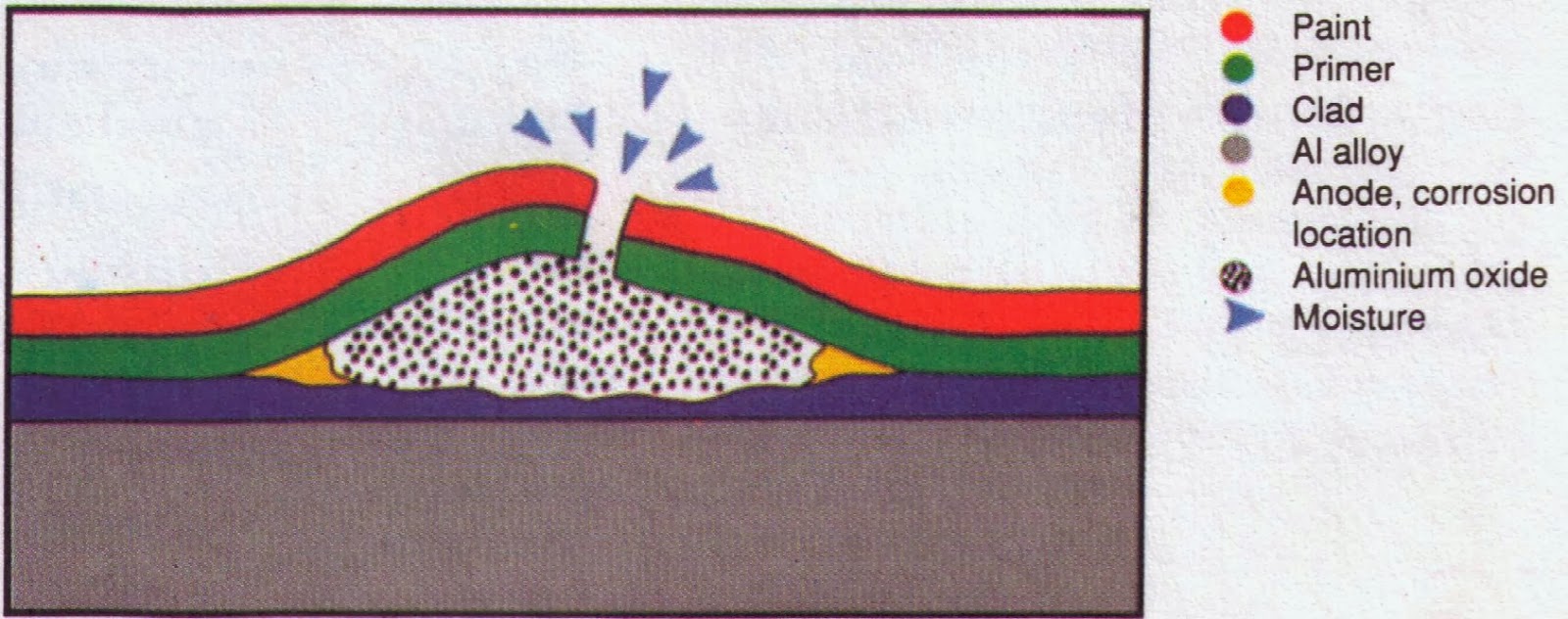 HeliCollections: Filiform Corrosion