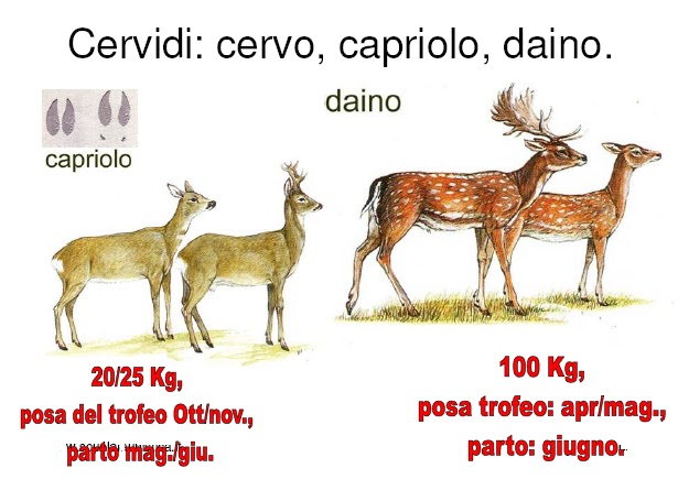 Natura & Tempo libero: Famiiglia dei Cervidi